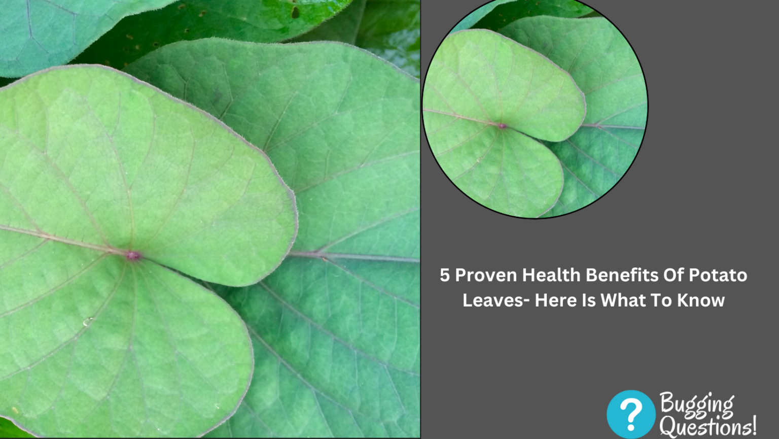 5 Proven Health Benefits Of Potato Leaves- Here Is What To Know ...